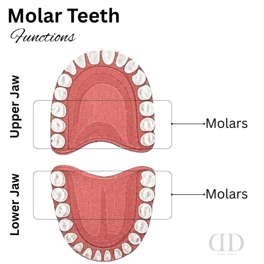 Molar Teeth Function and Care Guide - Darya Dental Clinic